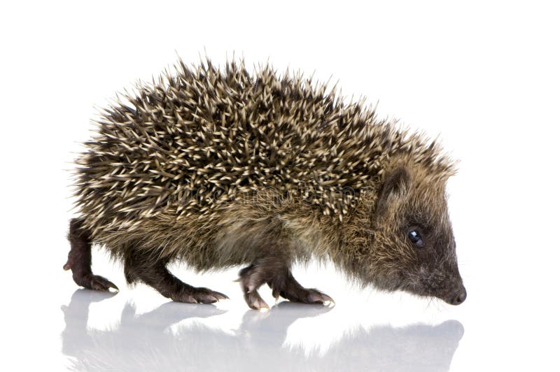 Side View of a Hedgehog on a Lawn Stock Image - Image of bristle ...