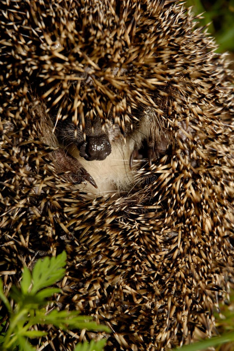 791 Hedgehog Sleeping Stock Photos - Free & Royalty-Free Stock Photos ...