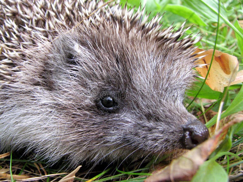 Hedgehog sleeping stock photo. Image of wild, insectivore - 27550148