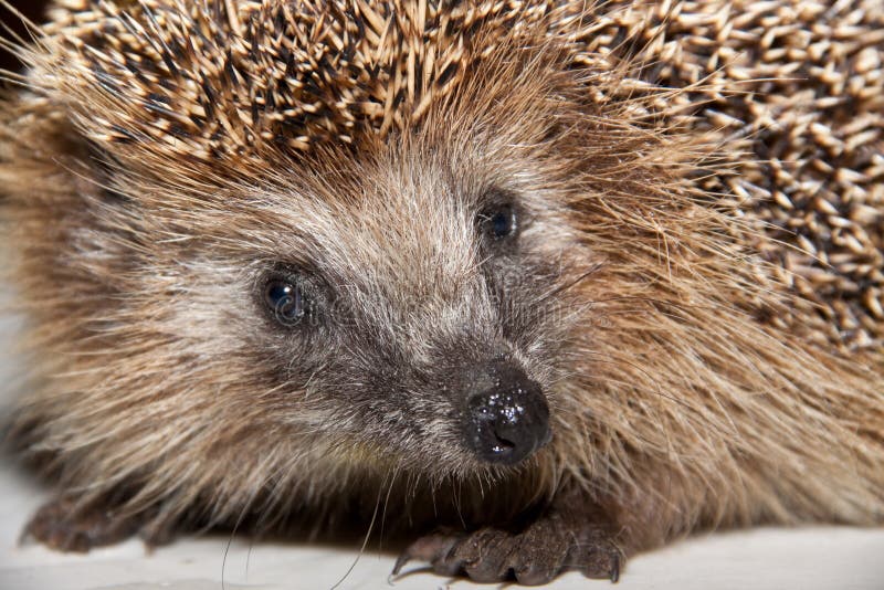 Hedgehog stock photo. Image of hedgehog, bristle, wildlife - 13378226
