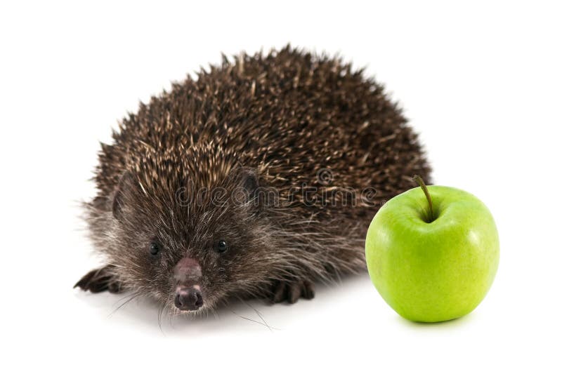 Hedgehog stock photo. Image of apple, fruit, predators - 2190616
