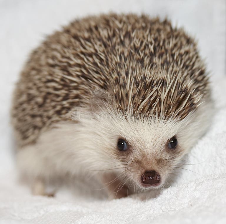 673 Hedgehog Quills Stock Photos - Free & Royalty-Free Stock Photos ...