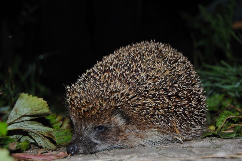Hedgehog stock image. Image of prickly, hedgehog, night - 15686733