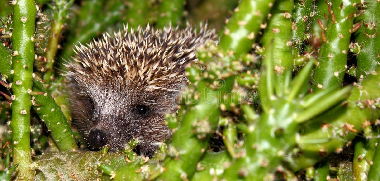 Small hedgehog stock photo. Image of ball, animal, hair - 47357128