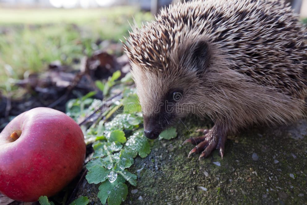 Hedgehog stock image. Image of hedgehog, snout, claw - 22715347