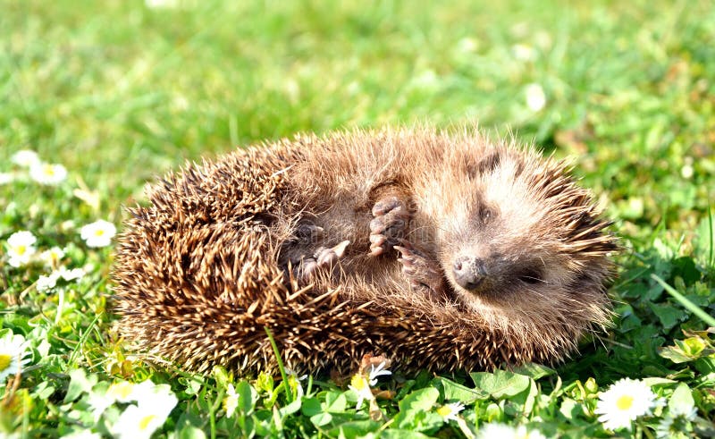 Hedgehog sleeping stock photo. Image of wild, insectivore - 27550148
