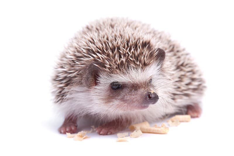 Hedgehog stock image. Image of rodent, wild, view, mammal - 24634829