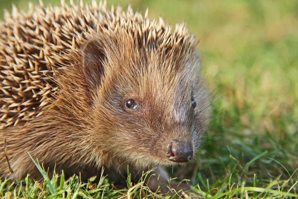 Hedgehog stock image. Image of mammal, hedgehog, spines - 28208039