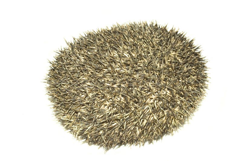 Hedgehog Animal with Spikes Isolated Stock Image - Image of sharp ...