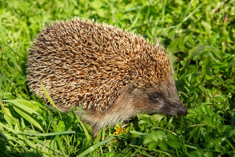 Hedgehog in a garden stock image. Image of prickly, coarse - 22728705