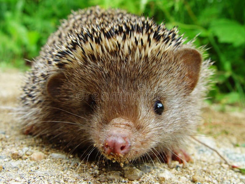 Hedgehog stock image. Image of cover, asia, mammals, interesting - 6852355