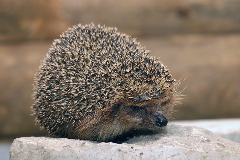 Hedgehog Picture. Image: 8419158