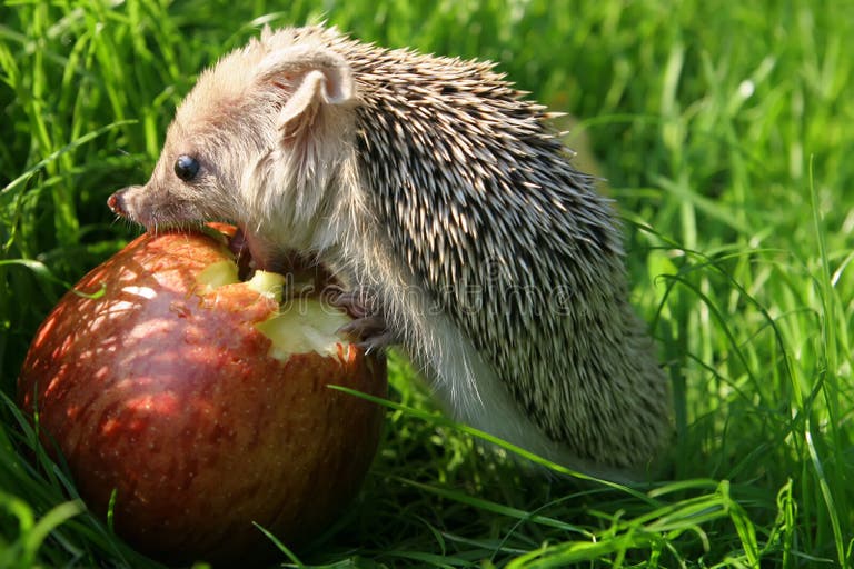 40,705 Hedgehog Turtal Stock Photos - Free & Royalty-Free Stock Photos ...
