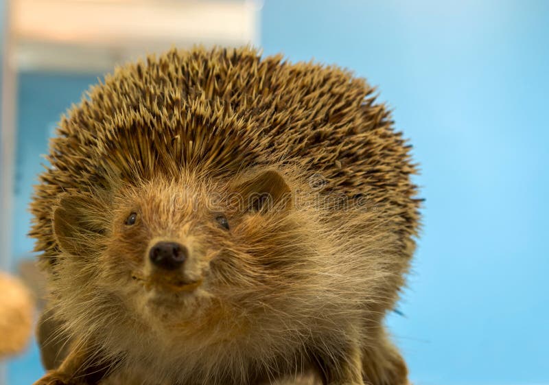 Hedgehog stock photo. Image of hedgehog, alert, shot - 41398462