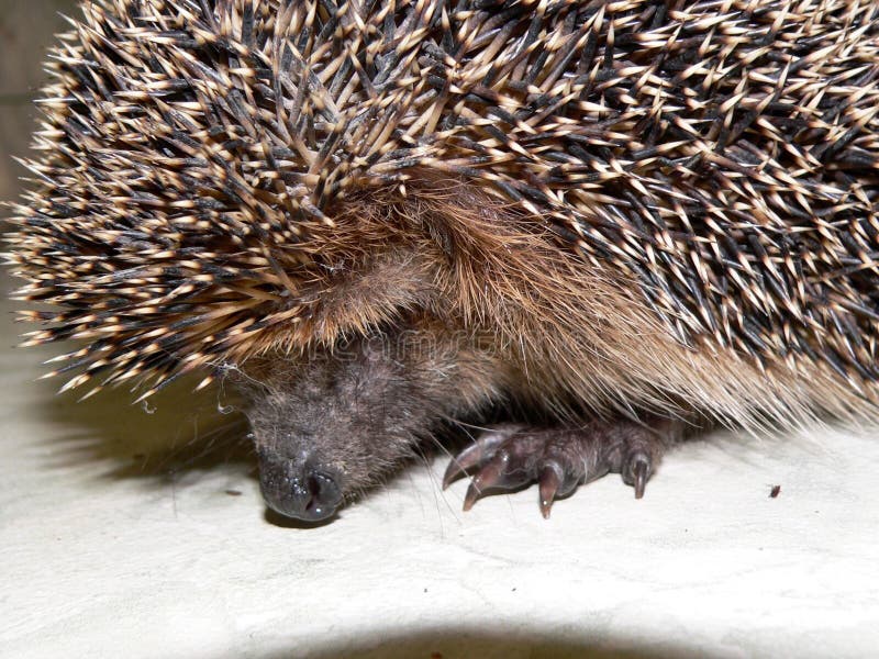 1,071 Standing Hedgehog Photos - Free & Royalty-Free Stock Photos from ...