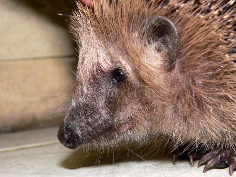 1,071 Standing Hedgehog Photos - Free & Royalty-Free Stock Photos from ...