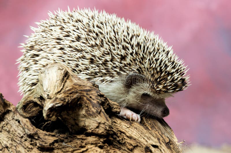 Hedgehog Africano Do Pigmeu Foto de Stock - Imagem de hedgehog, pigmeu ...