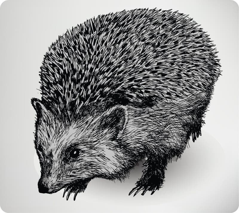 Hedgehog Animal, Hand Drawing, Vector Illustration Stock Vector ...