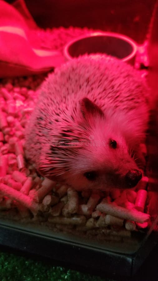 Hedgehog stock image. Image of hedgehog, nice, pink - 143917887