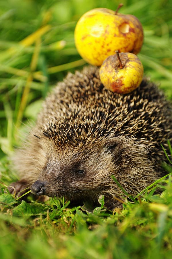 Hedgehog with apple 3 stock photo. Image of apple, shot - 46213878