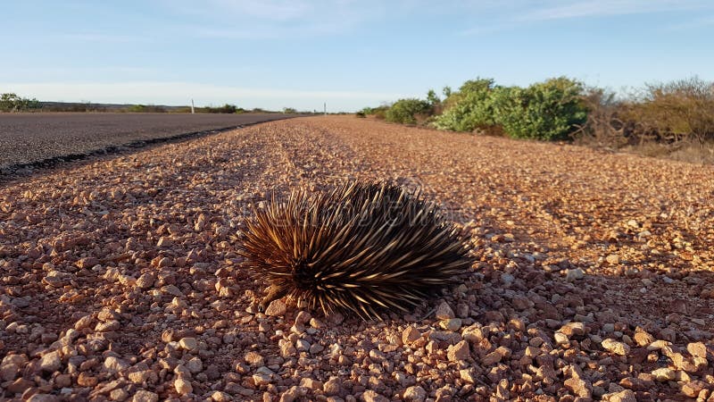 Echidna stock image. Image of cape, hedgehog, range - 109588187