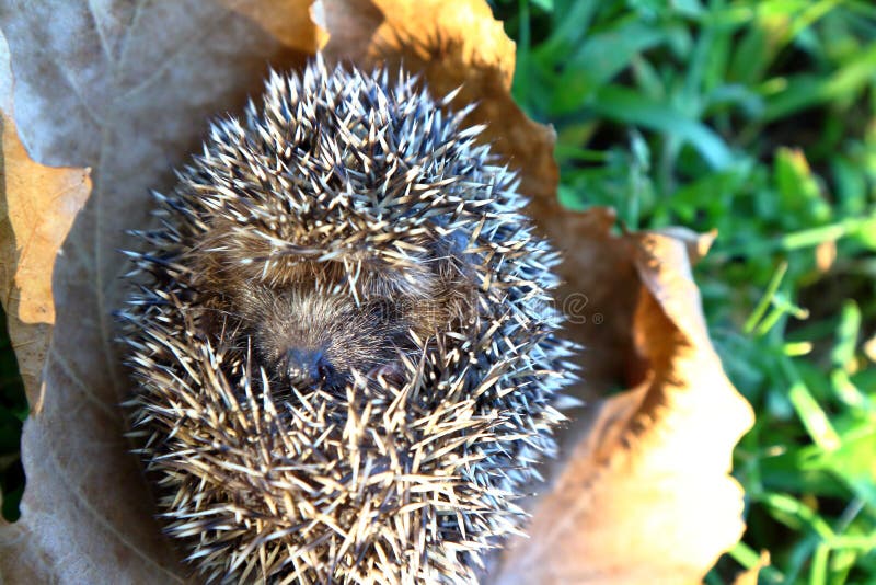 Hedgehog in Autumn stock photo. Image of leaves, declining - 127683004