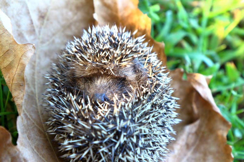 Hedgehog in Autumn stock photo. Image of leaves, nature - 127683010