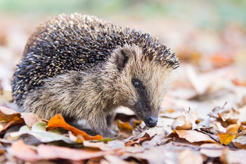 Hedgehog in autumn leaves stock image. Image of hedgehog - 35954269