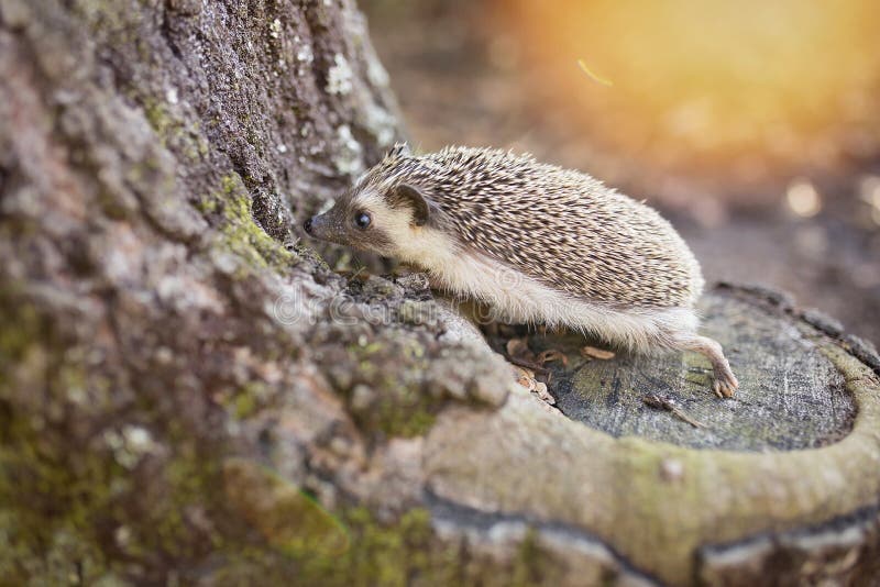 Hedgehog On Brown Tree Picture. Image: 110248541