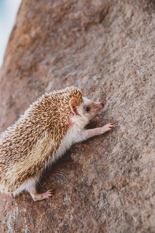 Hedgehog is Climbing Up a Rock Stock Image - Image of prickle, little ...