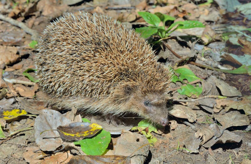 Hedgehog 1 stock photo. Image of insectivorous, prickly - 132325908