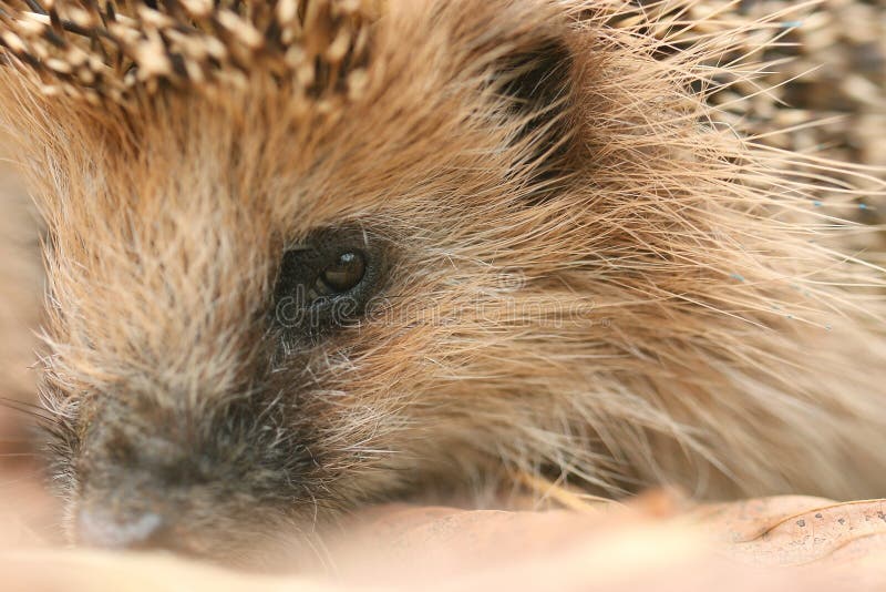 Hedgehog close-up stock photo. Image of autumn, nature - 57076846