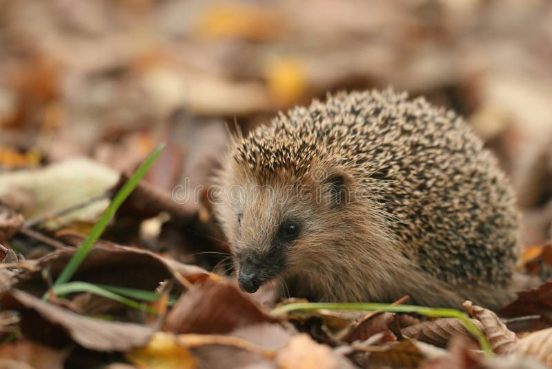 Hedgehog close-up stock photo. Image of autumn, nature - 57076846