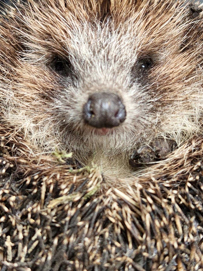 Hedgehog. Hedgehog Close-up Stock Photo - Image of game, dachshund ...