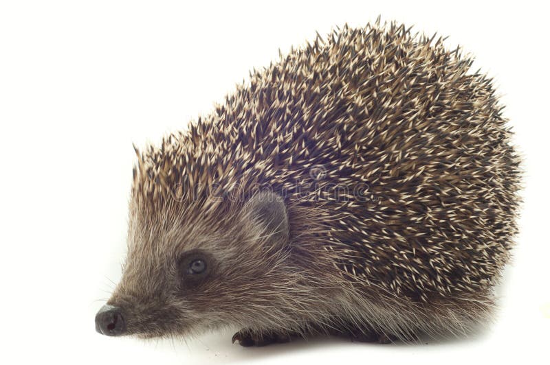 Hedgehog close-up stock photo. Image of autumn, nature - 57076846