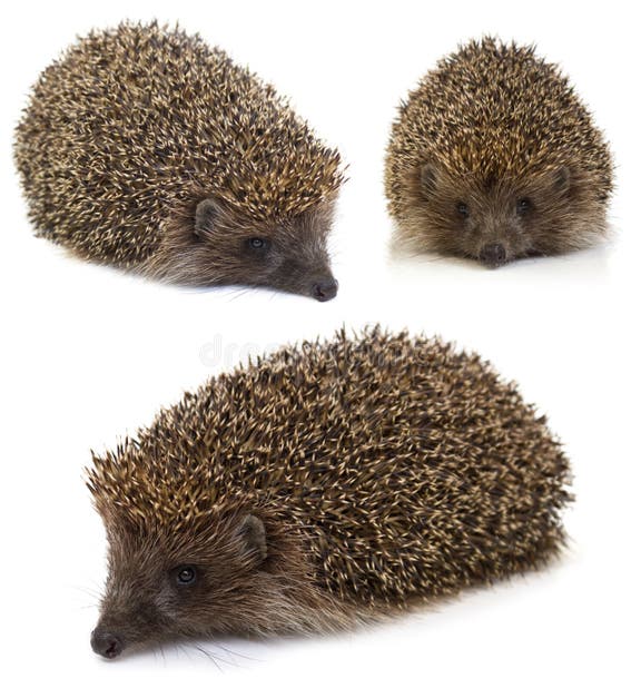Hedgehog Collage Stock Photos - Free & Royalty-Free Stock Photos from ...