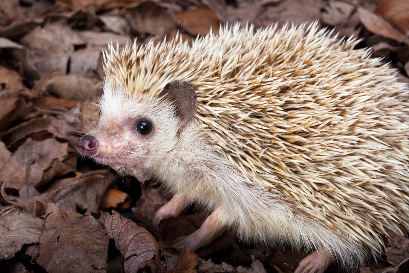 Hedgehog do pigmeu imagem de stock. Imagem de picada - 16920609