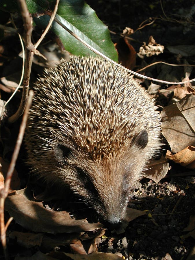 Hedgehog, Erinaceidae, Fauna, Domesticated Hedgehog Picture. Image ...