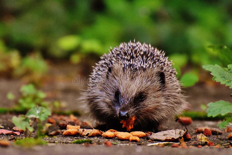 Free Public Domain CC0 Image: Hedgehog Eating Picture. Image: 83076194