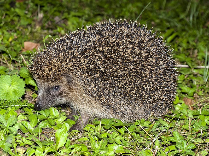 Hedgehog, Erinaceidae, Domesticated Hedgehog, Fauna Picture. Image ...