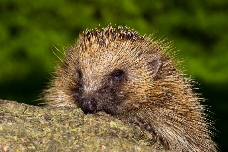 Hedgehog stock photo. Image of omnivore, european, british - 42450078