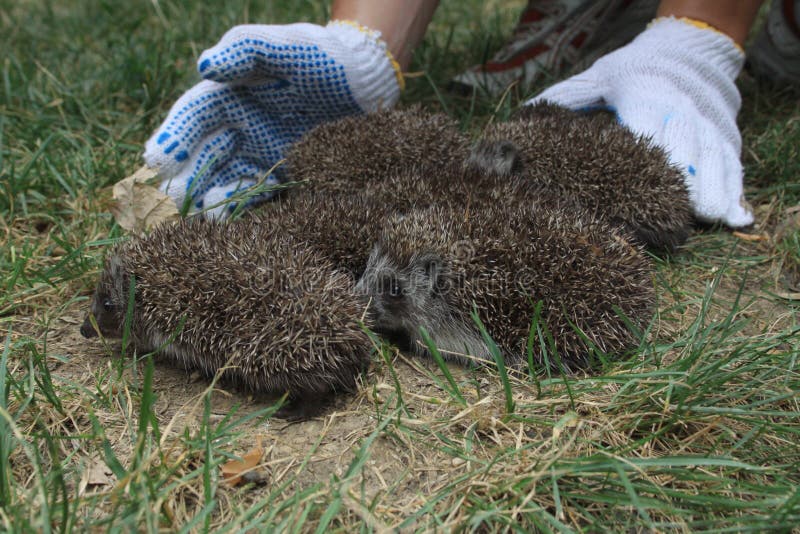 Hedgehog family stock photo. Image of natural, veterinary - 28515872