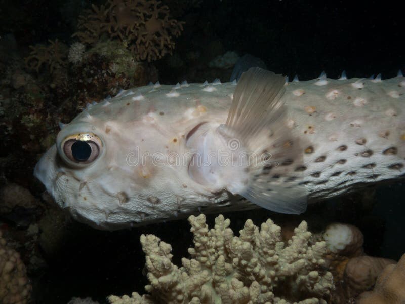 Hedgehog fish stock photo. Image of fish, underwater - 17202320