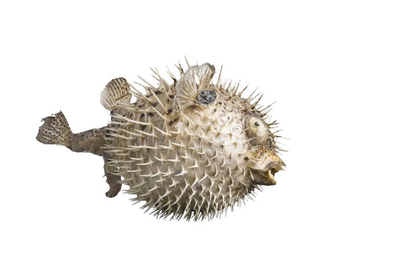 Big Hedgehog Fish with Thorns, Isolated on White Background Stock Image ...
