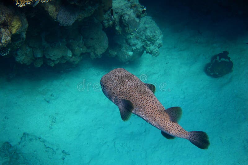 Hedgehog Fish swims stock image. Image of aqualung, enjoyment - 60974975