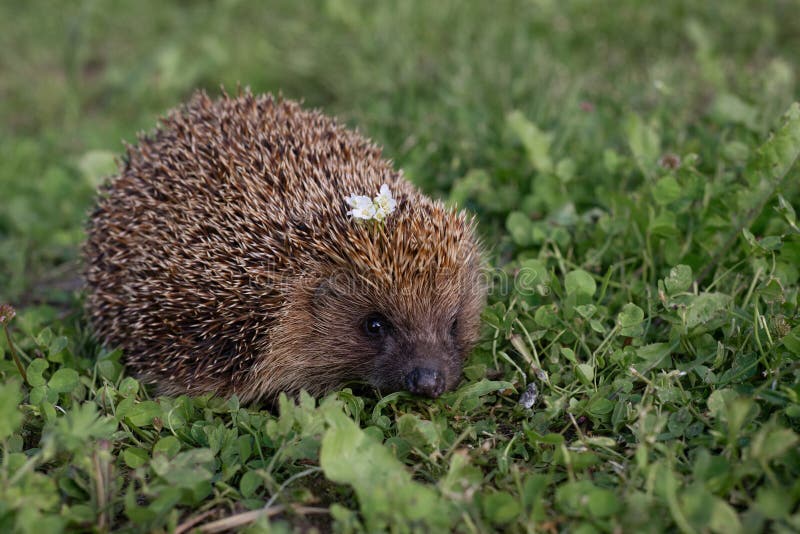 A Hedgehog Foraging among Green Grass with White Flowers in Springtime ...