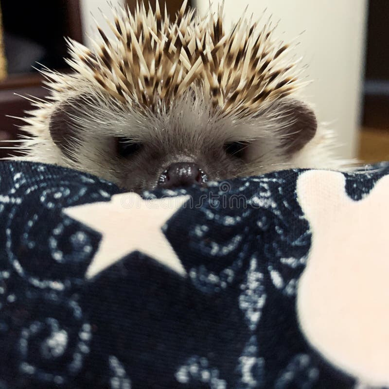Grumpy Hedgehog Stock Photos - Free & Royalty-Free Stock Photos from ...