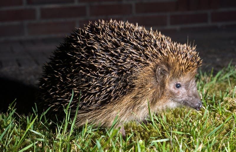 Hedgehog in garden stock photo. Image of west, animal - 25172680