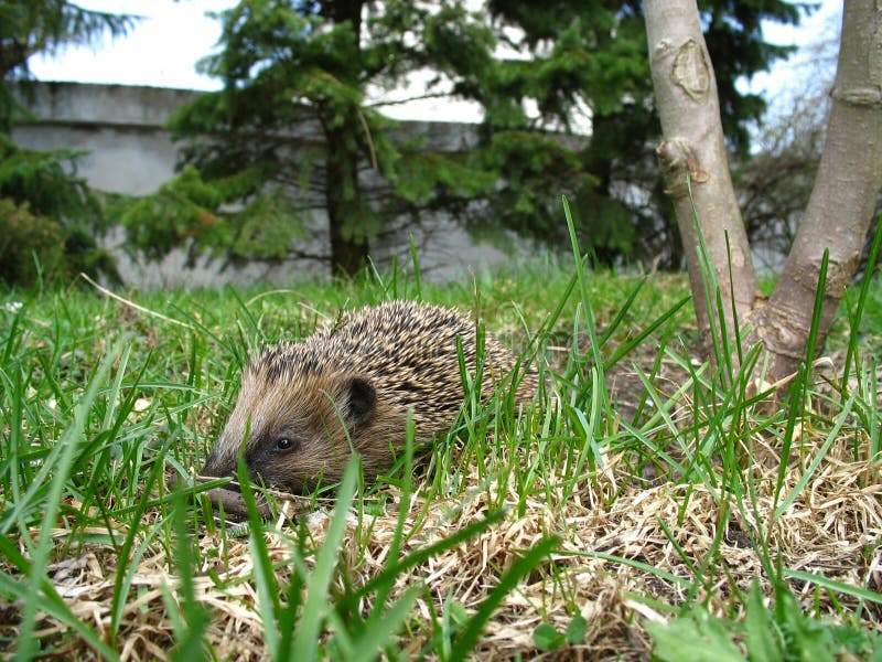 Hedgehog in garden stock photo. Image of spring, hedgehog - 880532