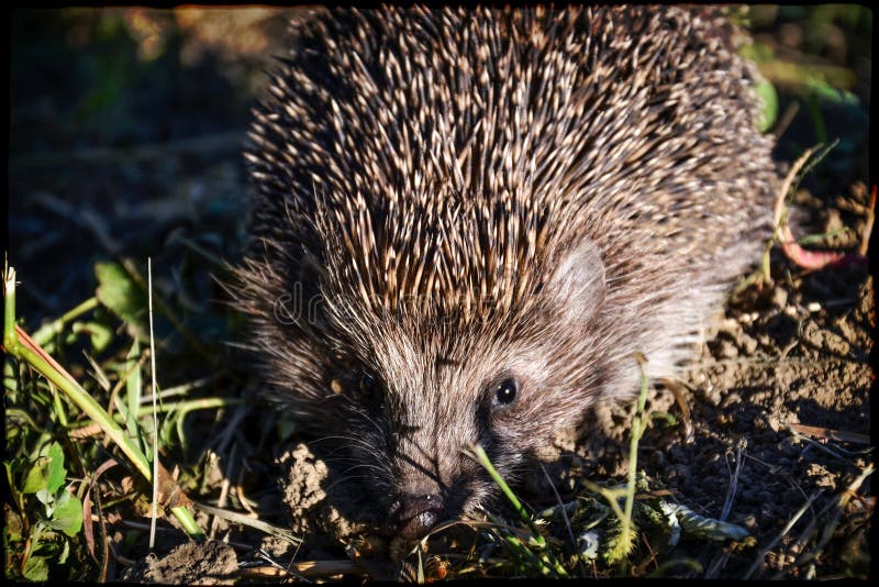 Hedgehog in the garden stock photo. Image of front, full - 110767448